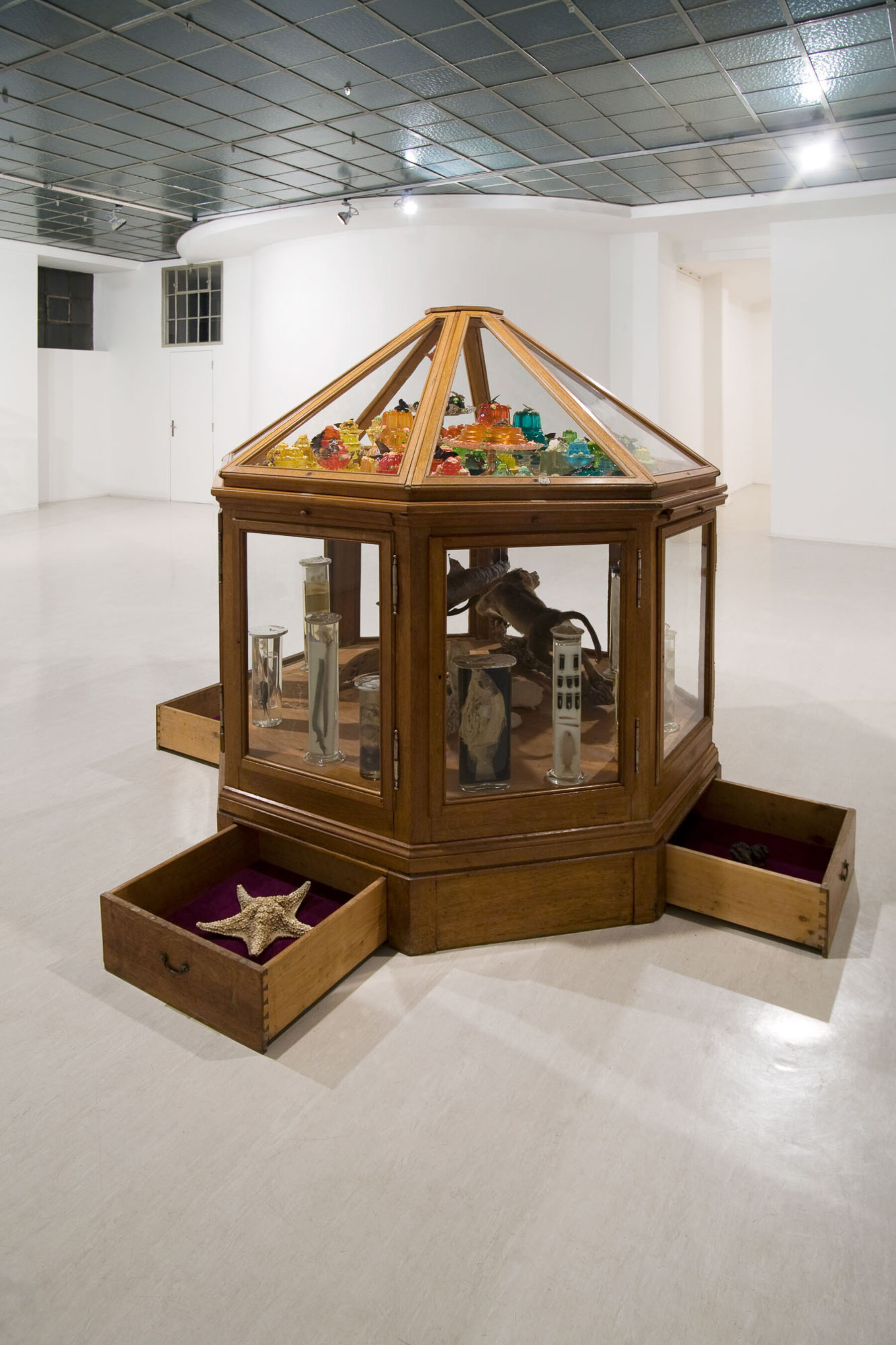 Mark Dion — Lombardi—Kargl